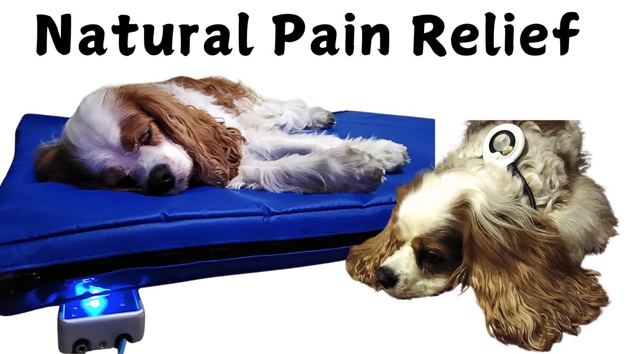 PEMF Therapy for Dogs: Natural Pain Relief & Senior Dog Rehabilitation ...