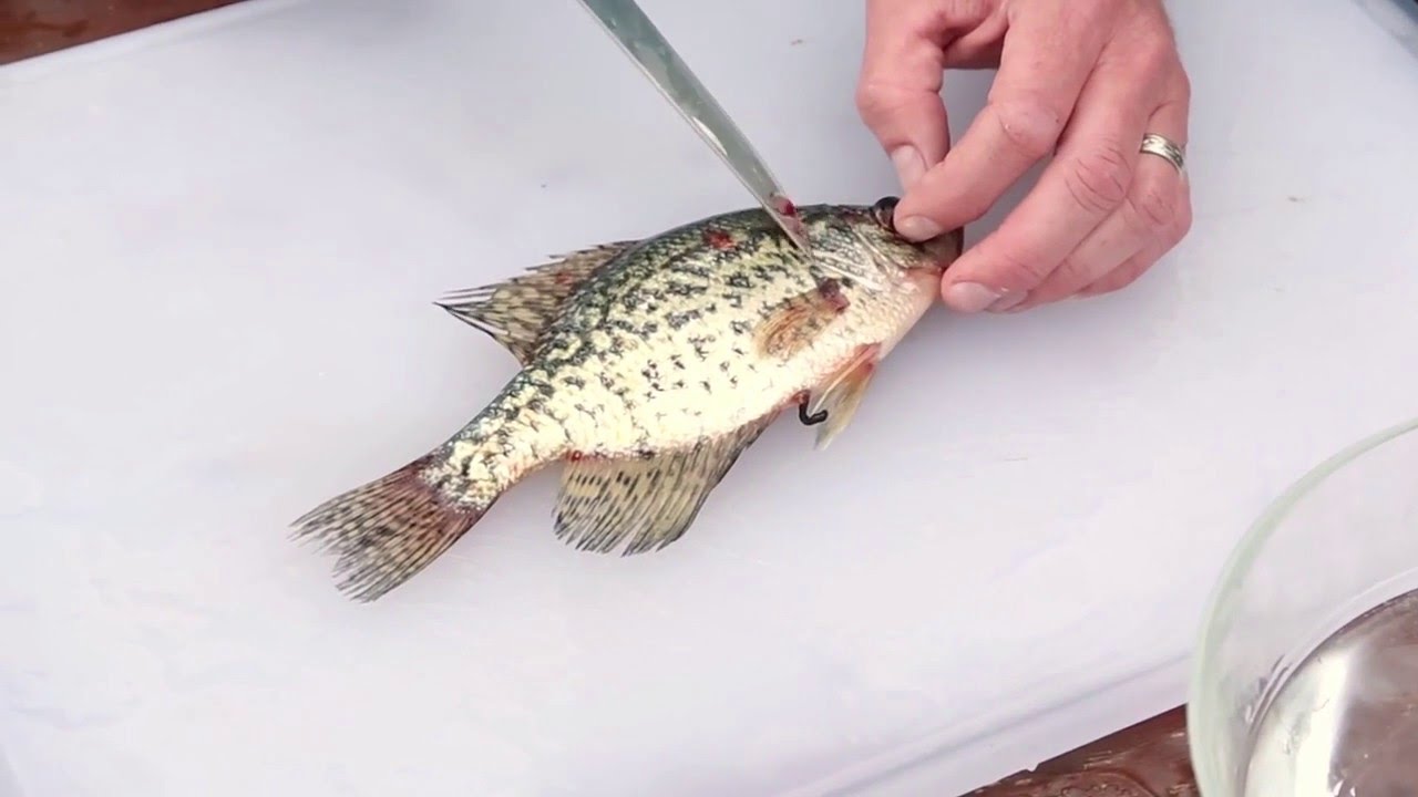 How to Fillet a Fish (Part 2 of 3) - YouTube