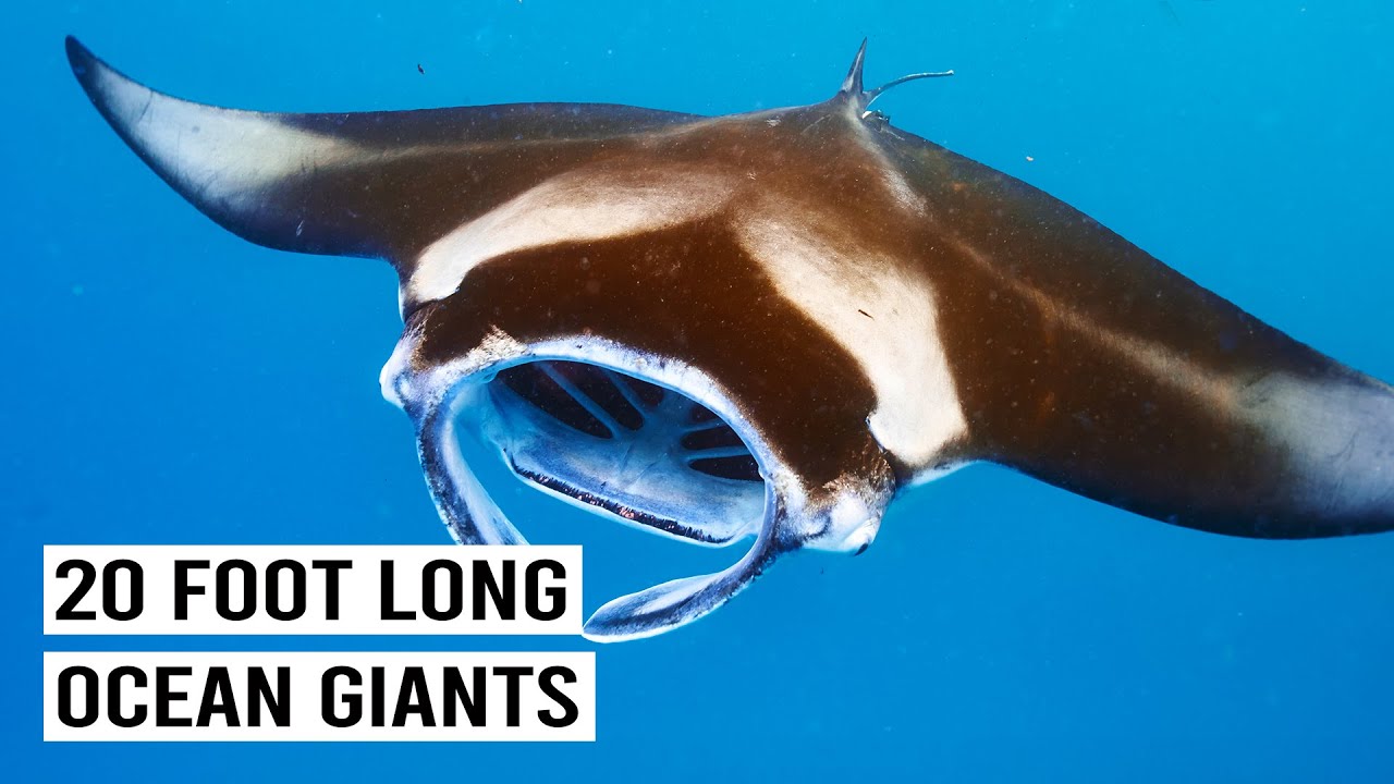 GIANT MANTA RAYS: The Secret World of Gentle Giants - YouTube