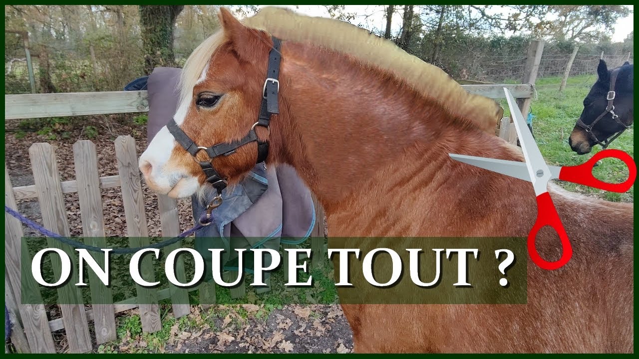 CRINIÈRE EN BROSSE OU PAS ?! - Une vidéo par jour ! - YouTube