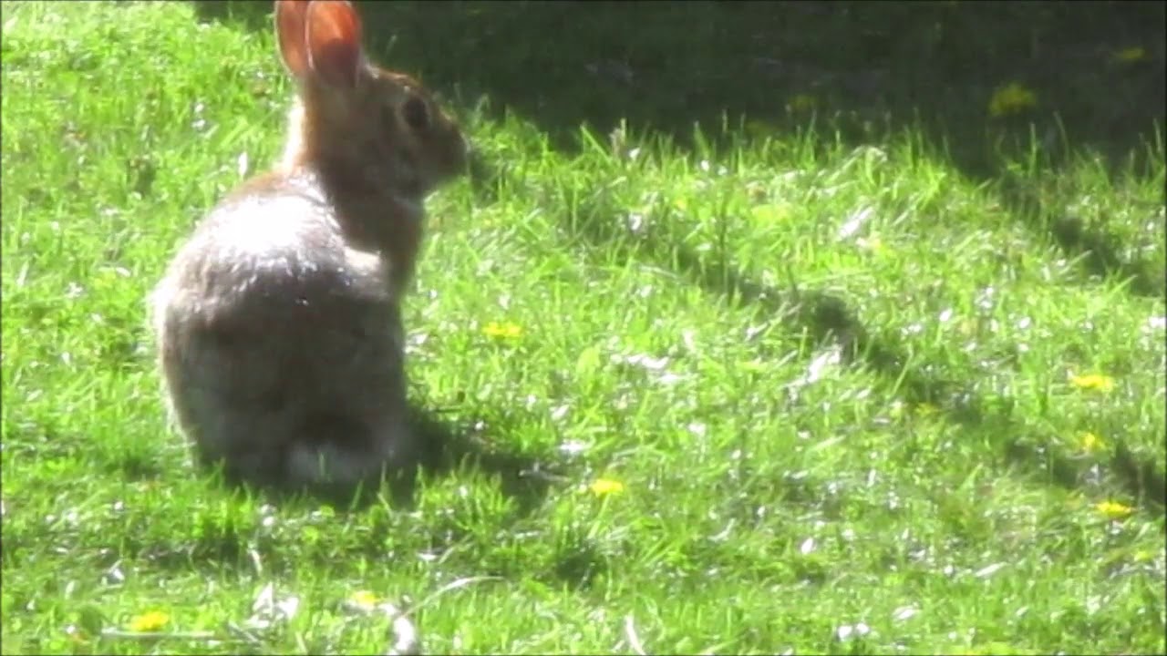 Bunny Appearance - YouTube
