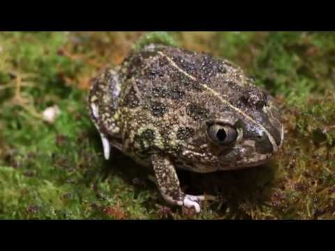 Sudell's Frog, Neobatrachus sudelli - YouTube