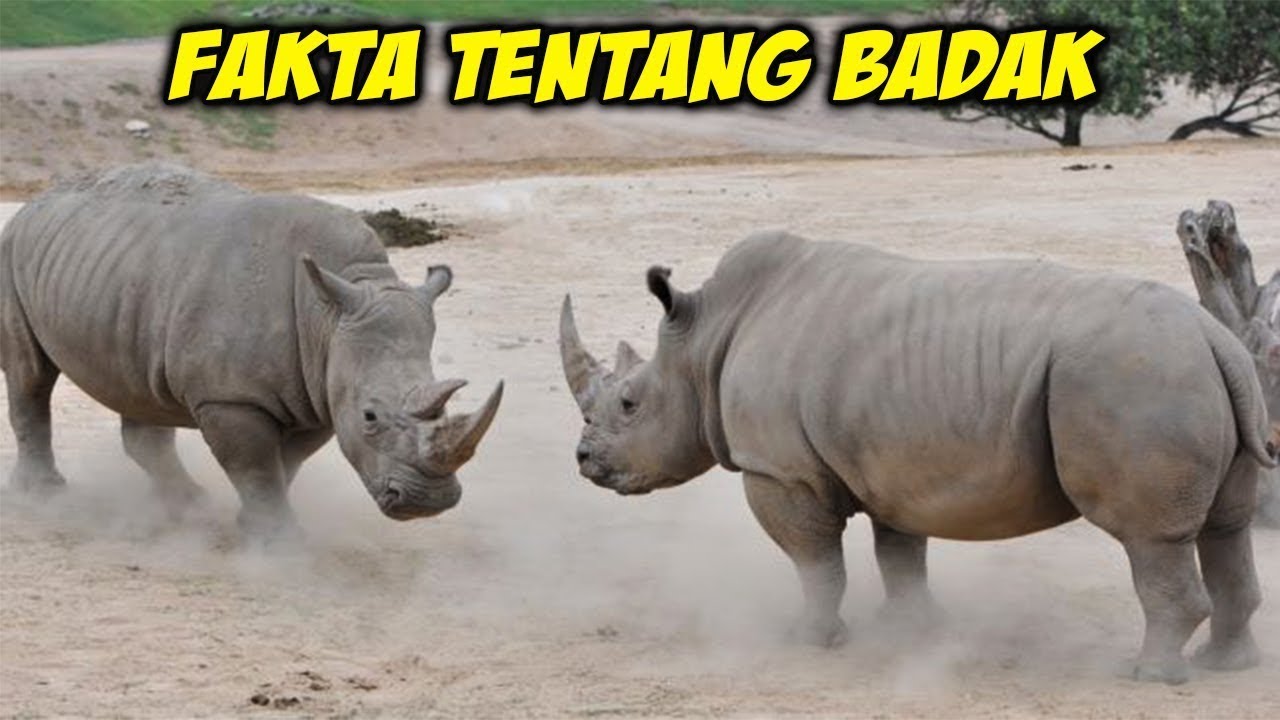 Berikut Fakta Menarik Tentang kumbang Badak yang belum kalian ketahui ...