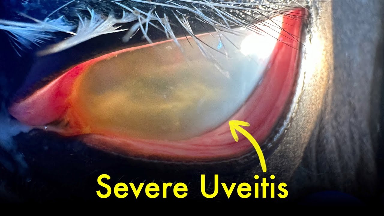 Turning Equine Uveitis into a full recovery! - Episode 51 - YouTube