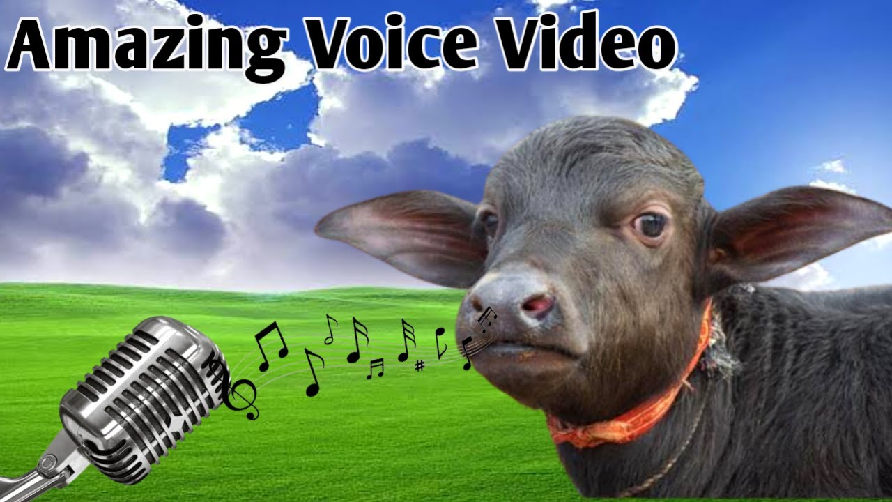 Baby Buffalo Sound Video - YouTube