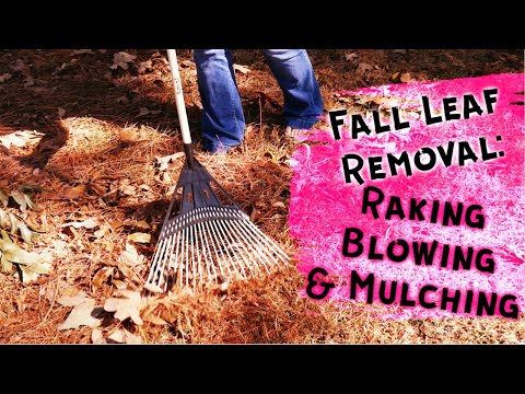 *Fall Leaf Clean Up Do's & Don'ts* | PPLM | (804) 530-2540 - YouTube