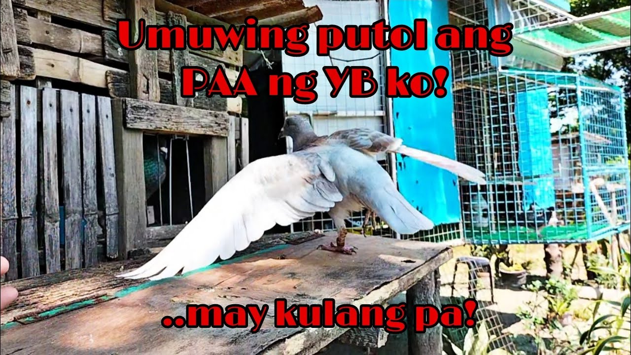 YB, Nadisgrasya! UMUWING PUTOL ANG PAA! | Spartan Loft | Itchay's ...