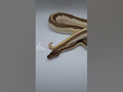 Prettiest Ball Python #youtubeshorts #youtube #subscribe #tiktok # ...