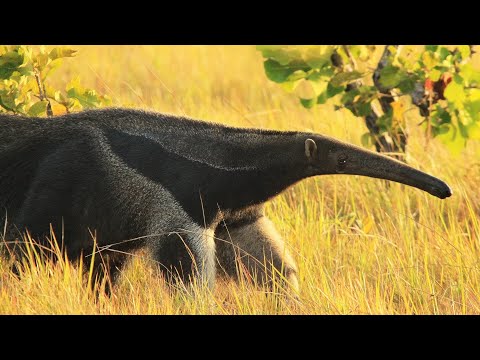 5 Incredible Anteater Facts | Anteater Appearance and Behavior | Does ...
