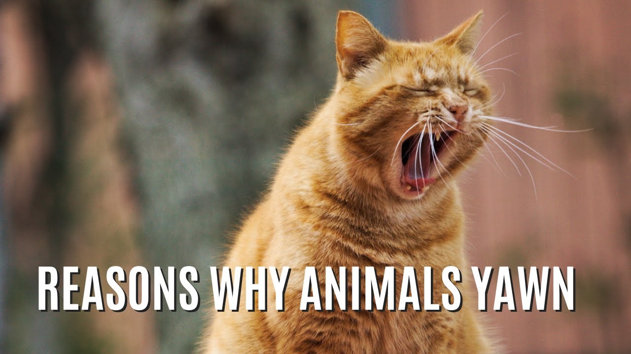 Ever Wonder Why Animals Yawn? 😯 The Truth Is Surprising! - YouTube
