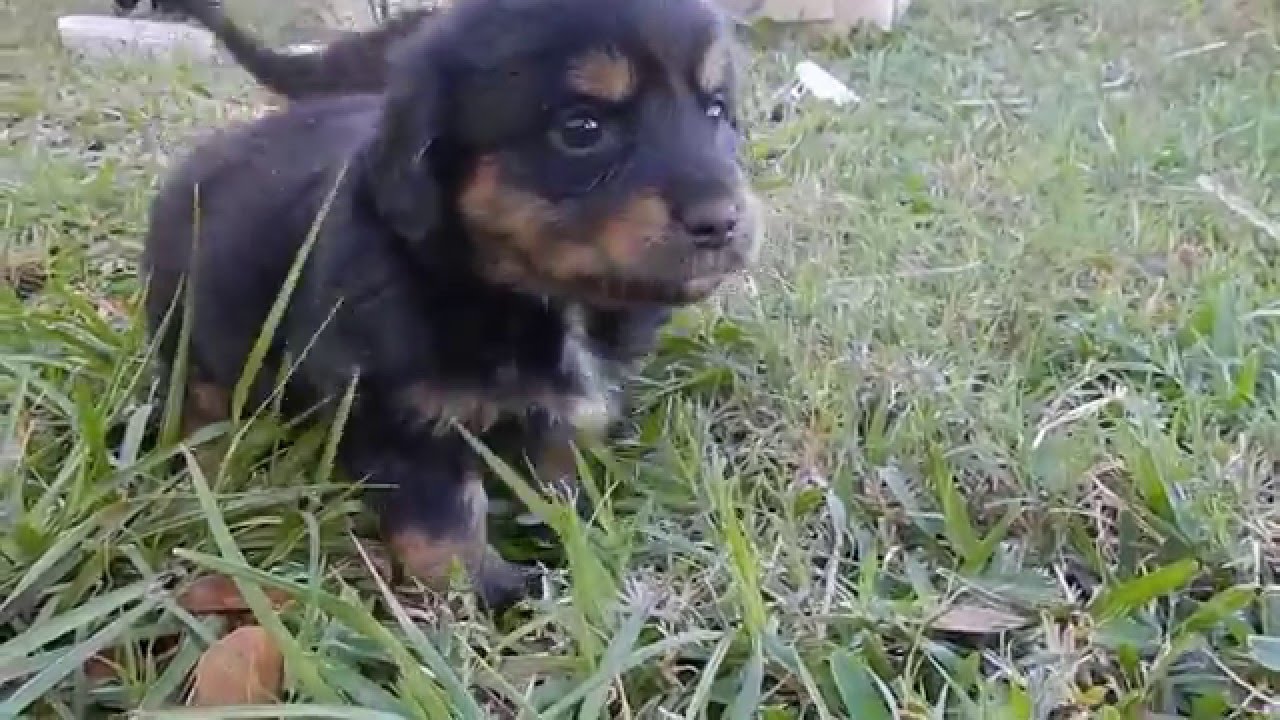 Cute Chiweenie puppies playing - YouTube