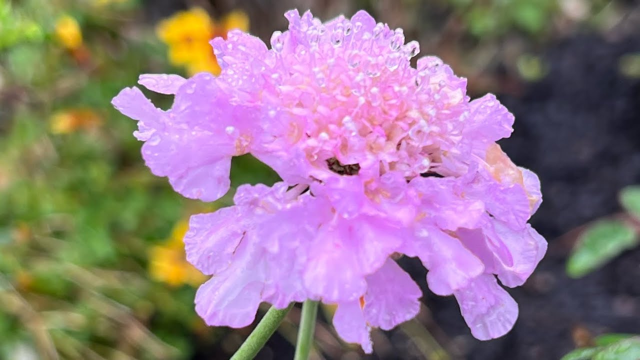 M7(a/b)🐰July Melbourne: cold n wet 七月宅在家最舒服2023.7.5 Wednesday - YouTube