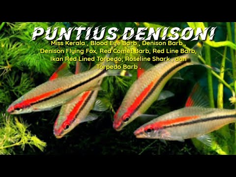 IKAN PUNTIUS DENISONII ( Miss Kerala , Blood Eye Barb , Denison Barb ...