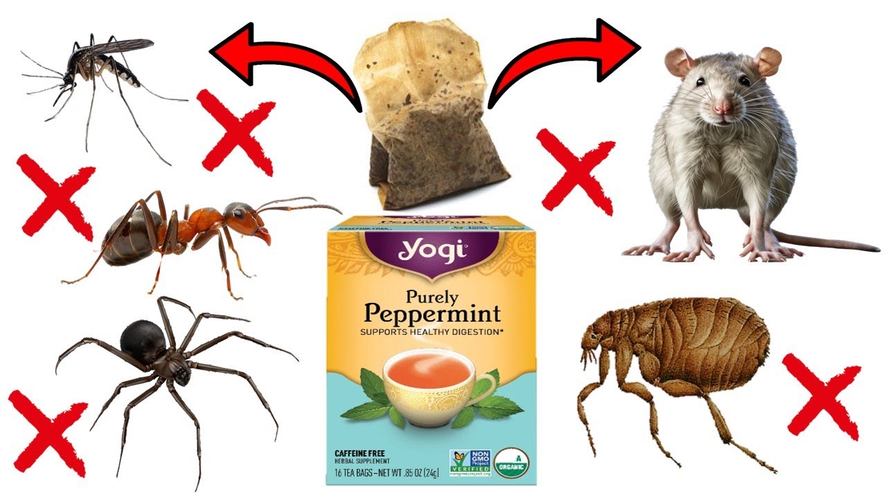 How To Use PEPPERMINT TEABAGS To Get Rid of PESTS - Ants, Spiders, Mice ...