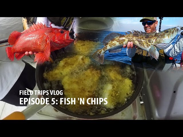 Red Rock Cod Eating