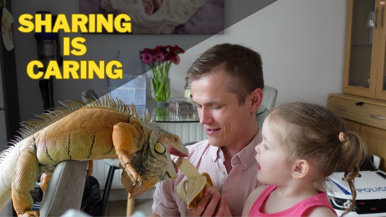 Sharing is caring , imagine feeding iguanu like this - YouTube
