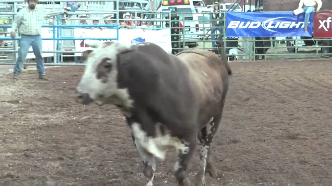 Playing Chicken with Bulls - YouTube