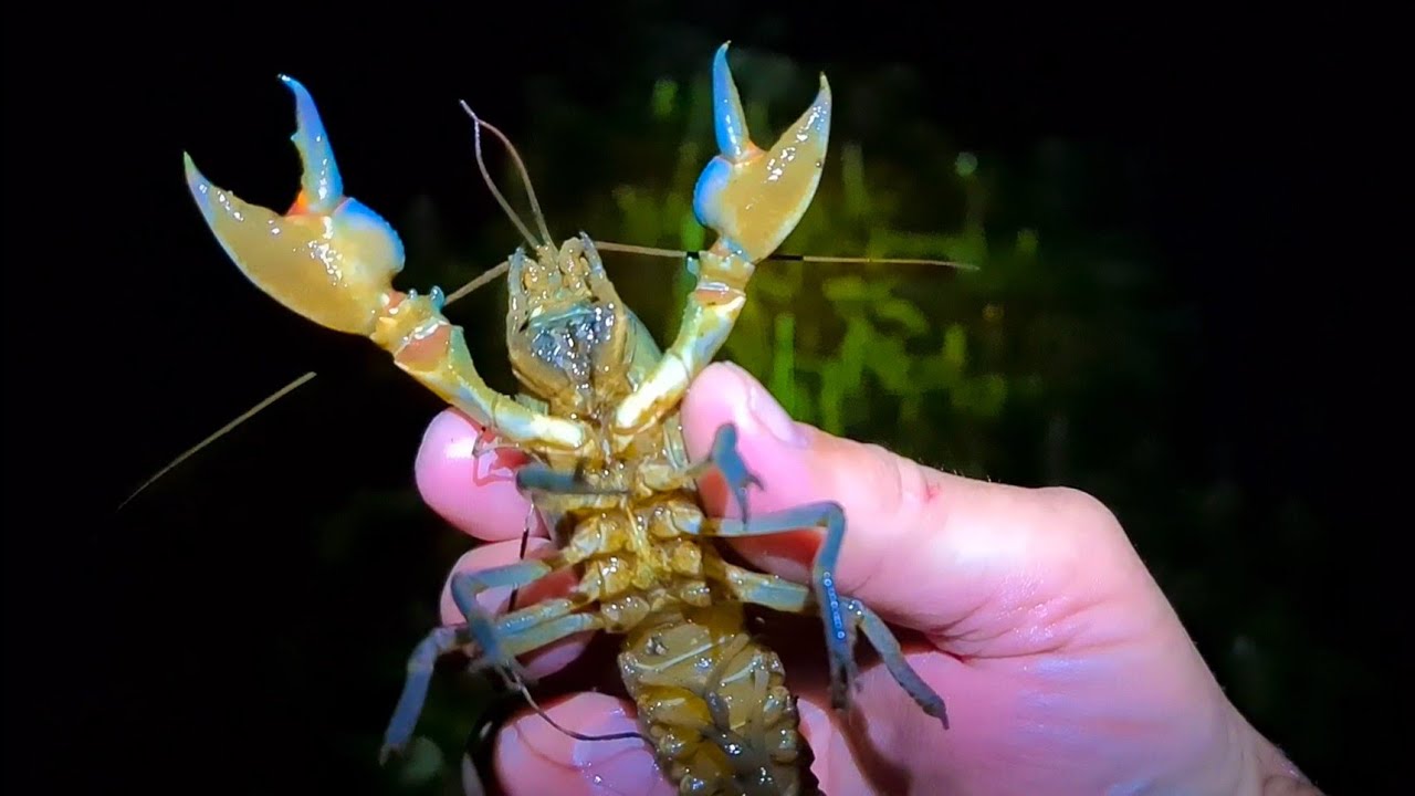 Catching swamp yabbies with my hands - YouTube
