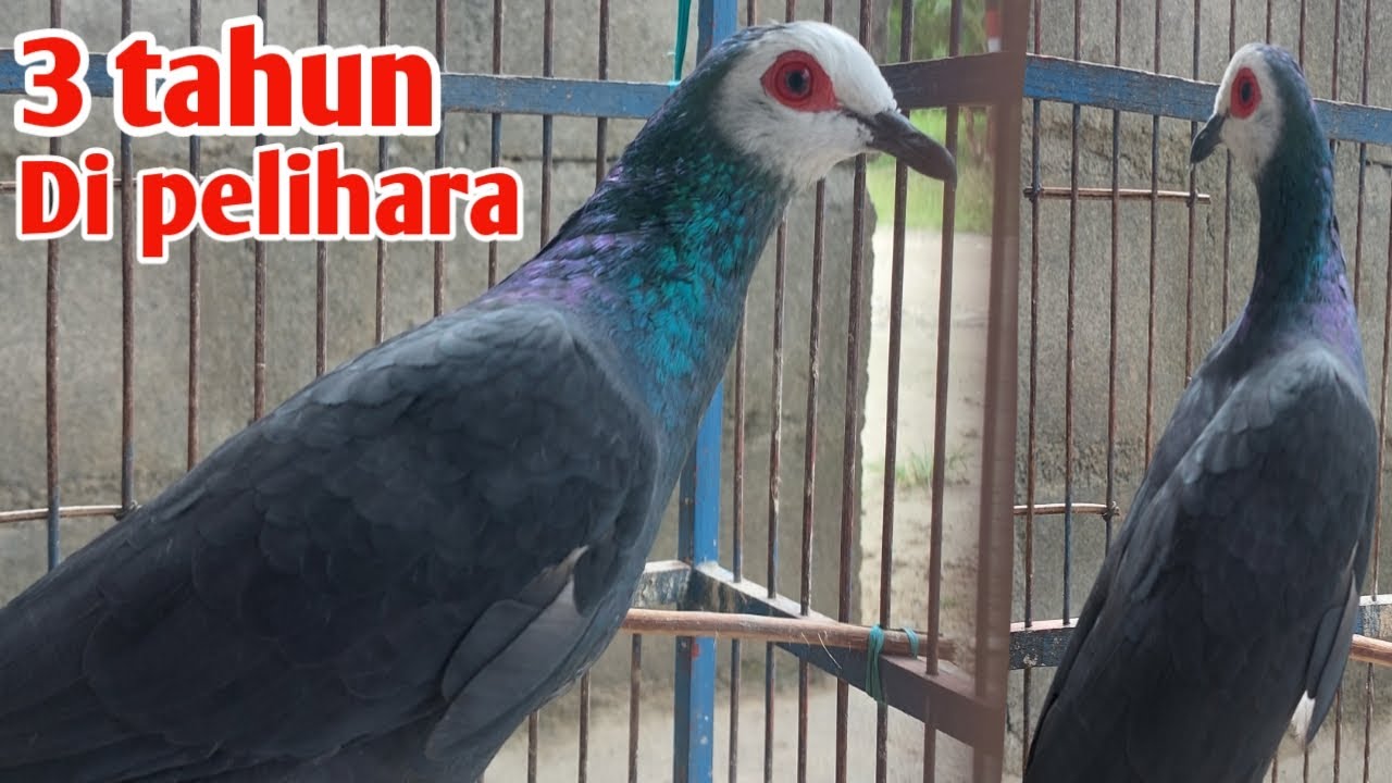 Burung merpati hutan.Makanan burung merpati hutan - YouTube
