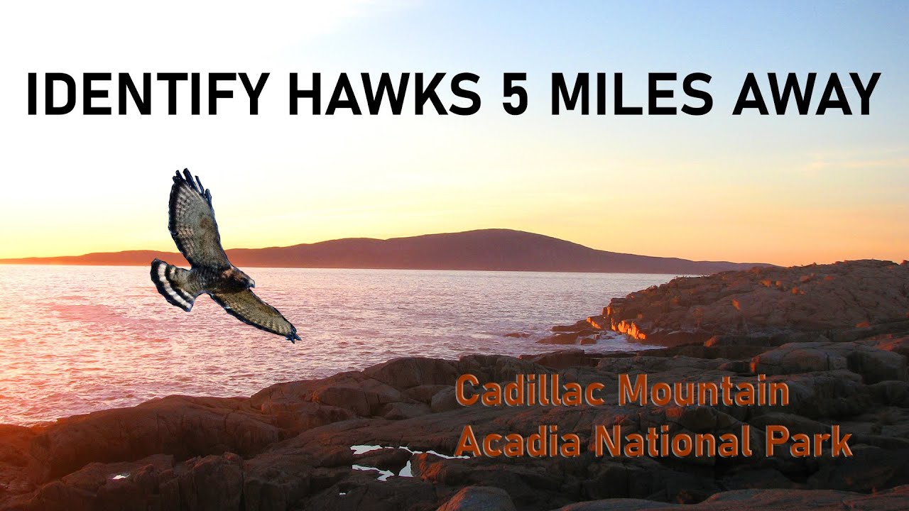 Hawk Watch - Acadia National Park - YouTube