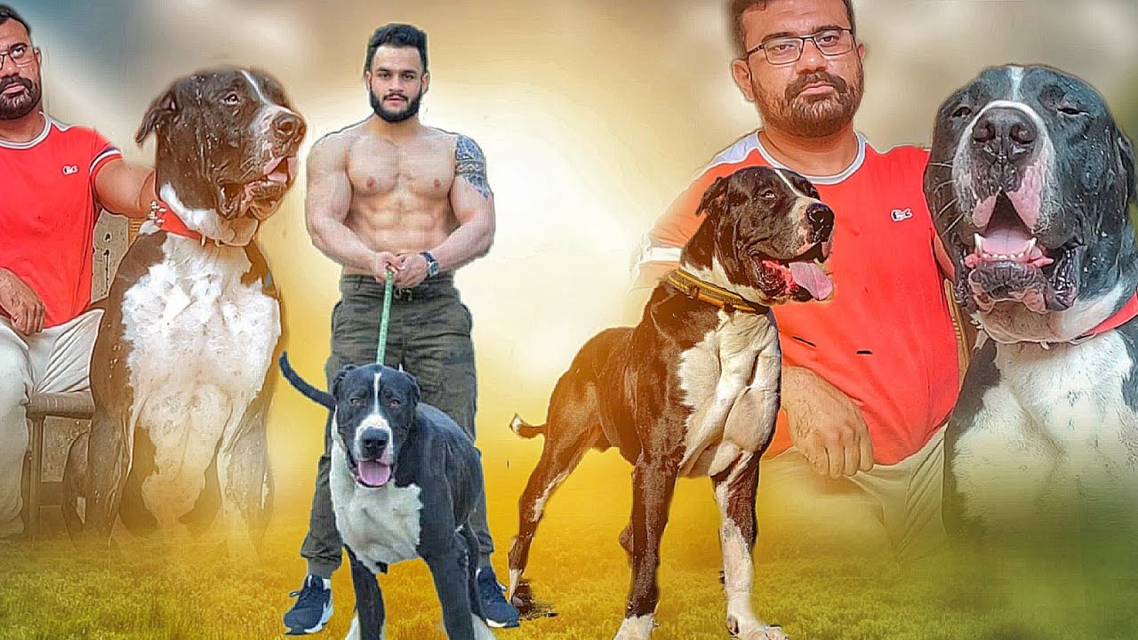 Biggest Bully Kutta in Punjab | Pakistani Bully Dog@animalhub381 - YouTube