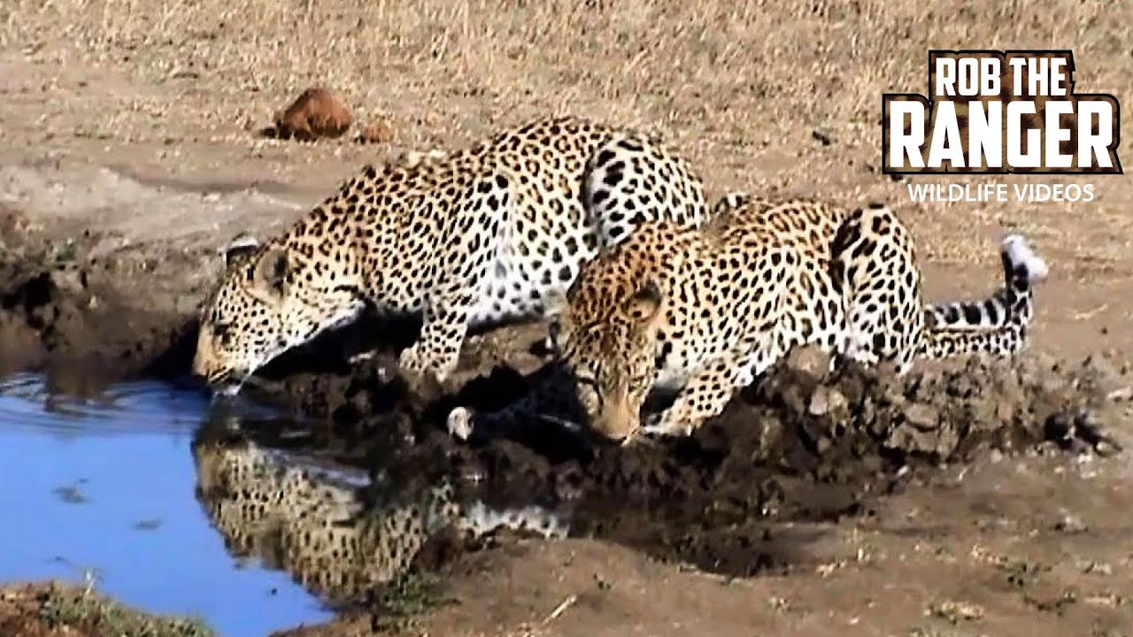Drinks And A Snack For Leopards | Archive Footage - YouTube