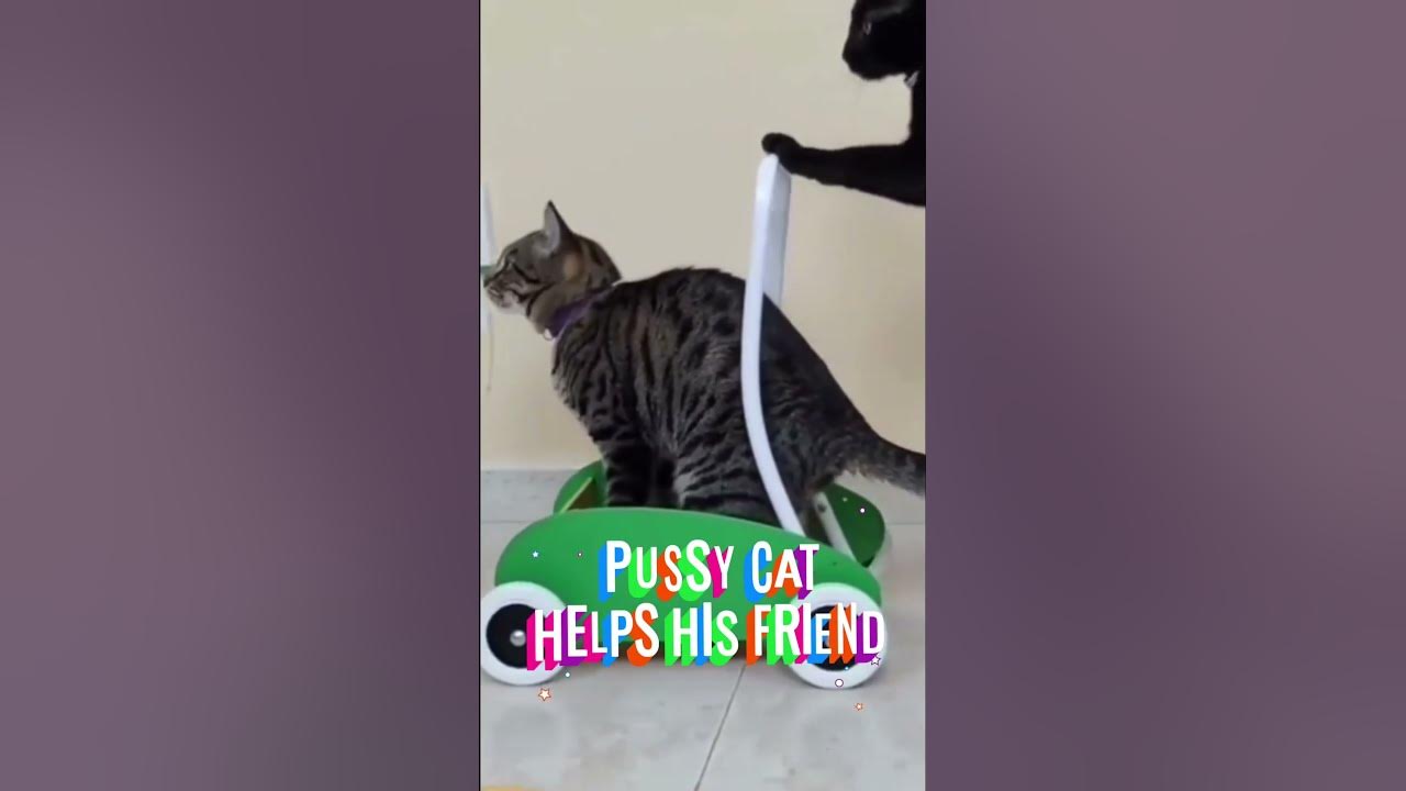 Cat Helps Friend #pussycat #help #friends #fyp #trending #shorts #funny ...