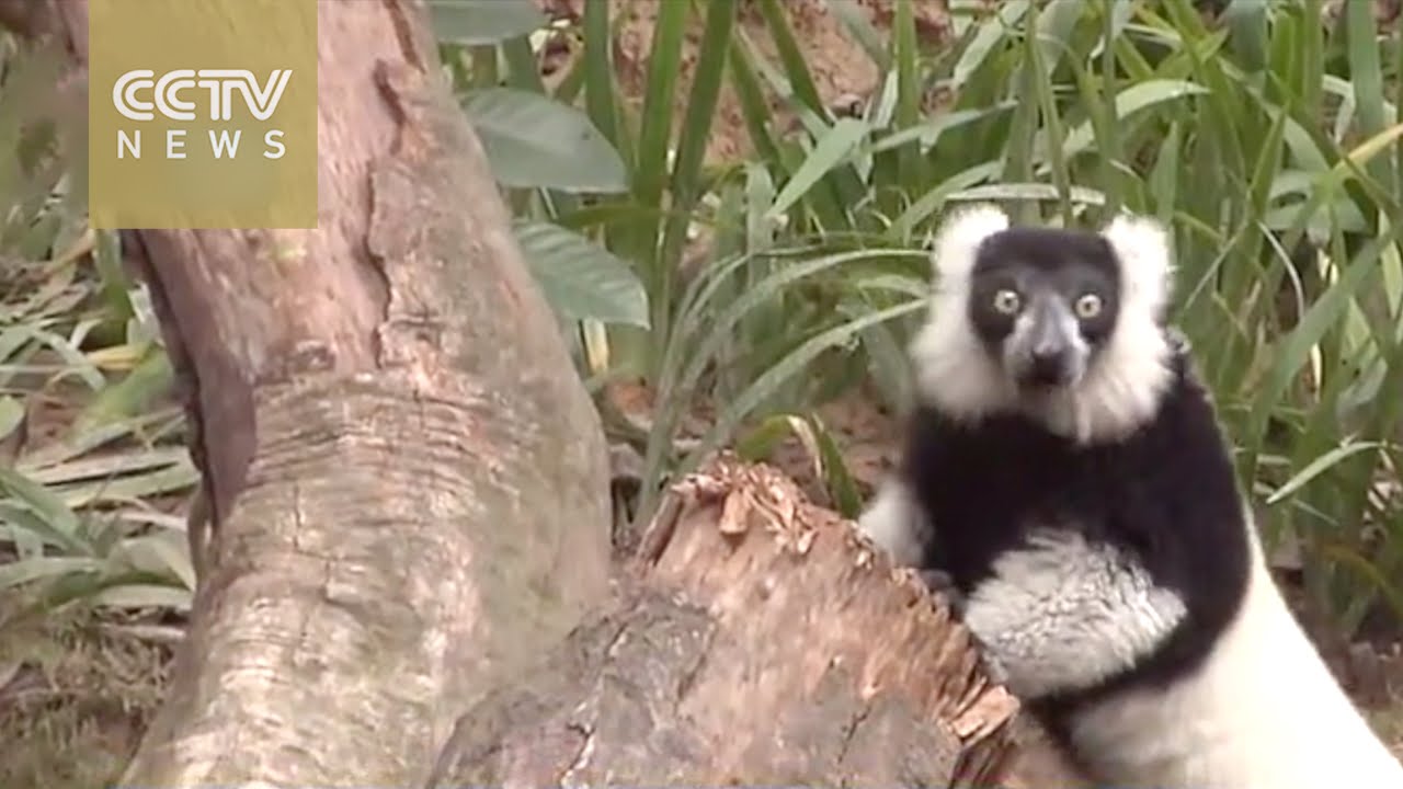 Watch: unusual monkeys in Guangdong Province - YouTube