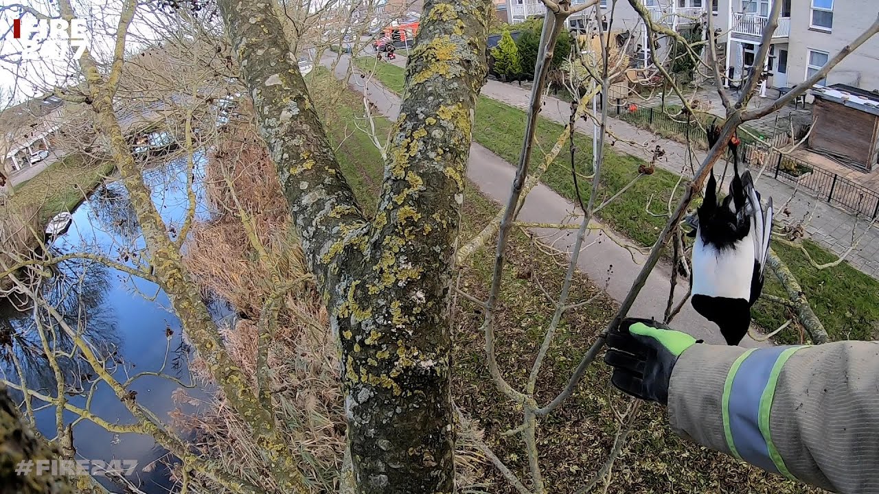 DUTCH FIREFIGHTERS - BIRD STUCK IN A TREE - YouTube