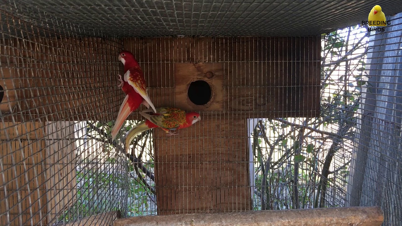 Red Rosella Mutations Golden Mantel Rosella - YouTube