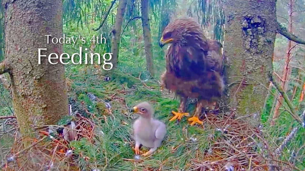 #65🦤🐥11°(🐥 ️)／Latvia🇱🇻Lesser Spotted Eagle Nest 2025／Andris💗Anna ...