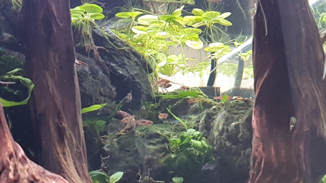 30하이큐브 팔루다리움 8개월 경과(30High cube paludarium after 8month) - YouTube