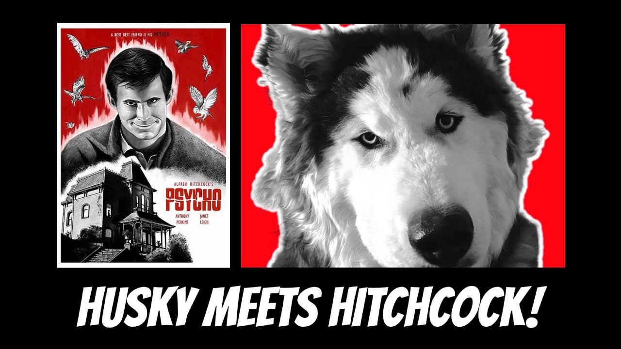 Snowdog Film Critic 1 (Husky Meets Hitchcock) - YouTube