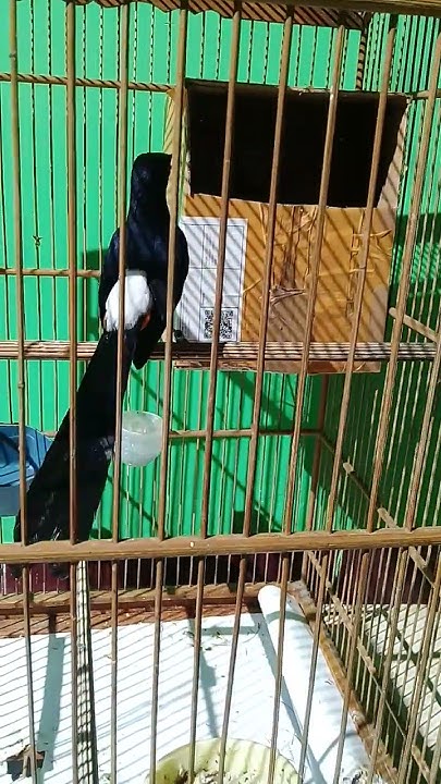 ternak murai di sangkar gantung - YouTube