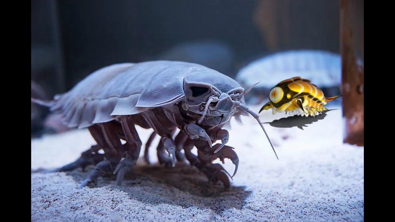 Nanovor, Similarities to and Combinations of Real Animals - YouTube