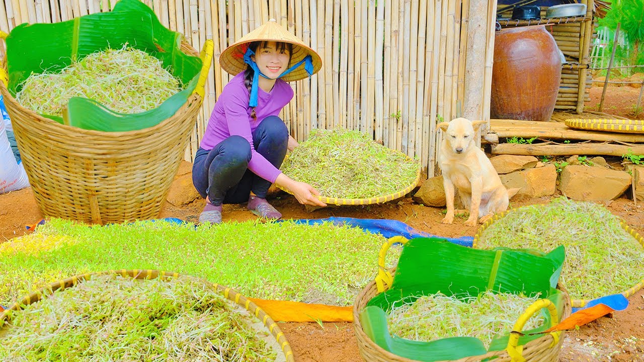 Planting Bean Sprouts, Harvesting Bean Sprouts to Sell at the Market ...
