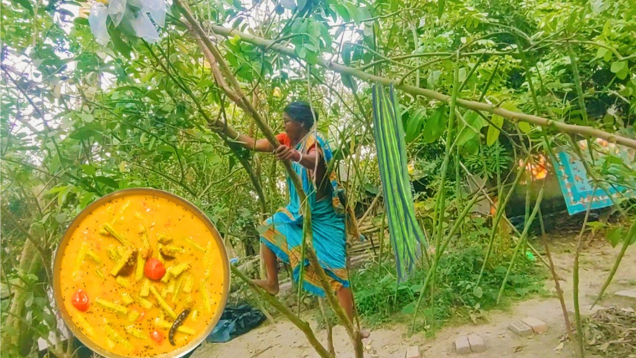 VILLAGE TRIBE MOTHER collect DRUMSTICK for DRUMSTICK DAL recipe for ...