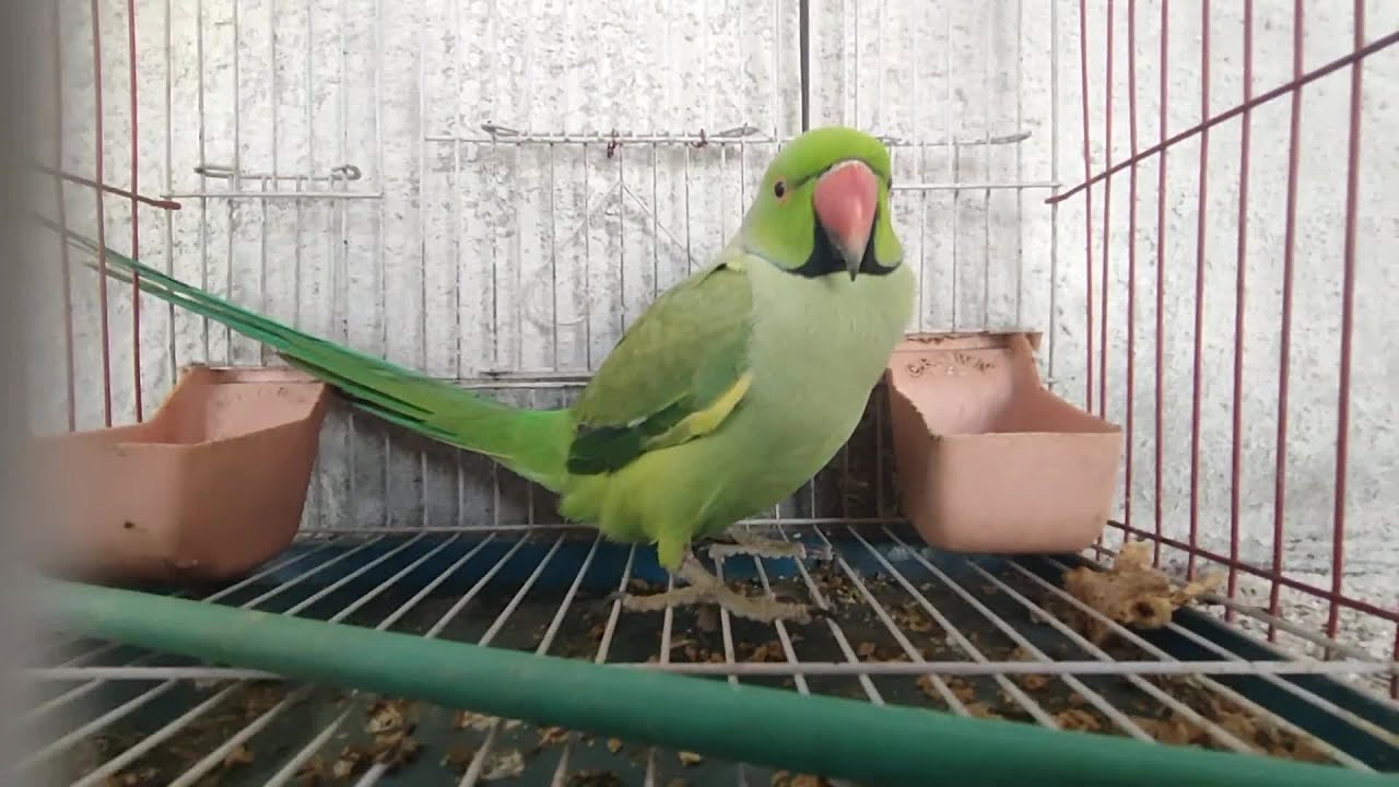 Indian Ring Neck Green Parrot - YouTube