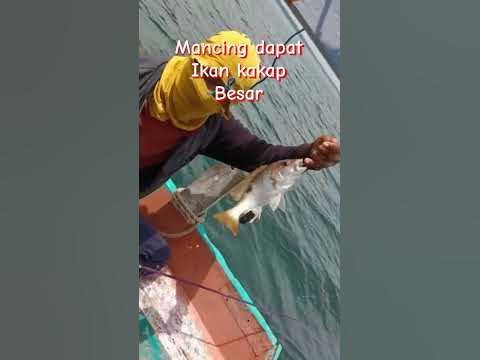 Mancing dapat ikan kakap besar - YouTube