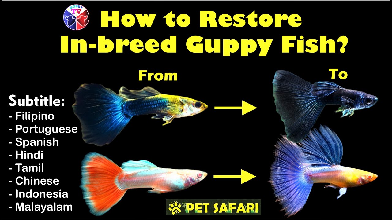 How to Restore Inbreed Guppy Fish! - YouTube