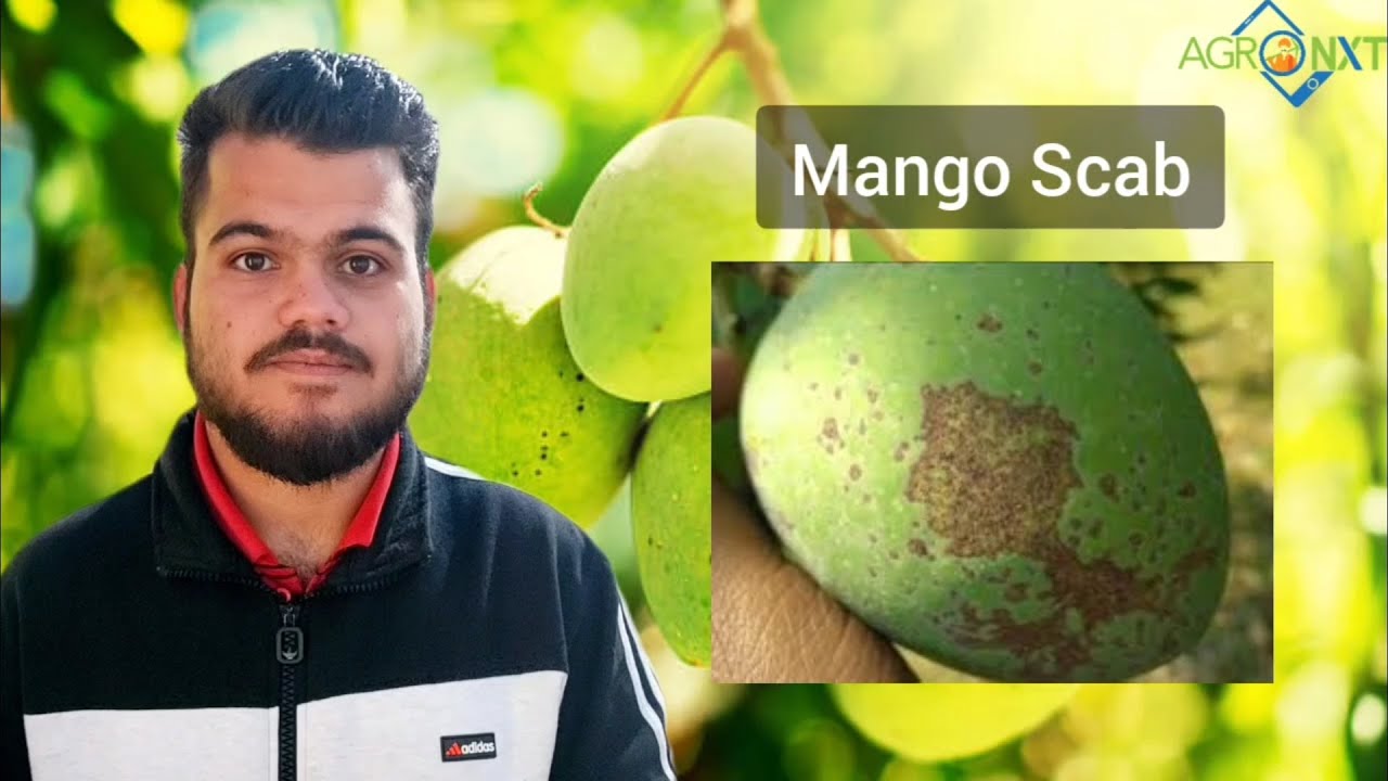 आम का पपड़ी रोग । Mango Scab । रोकथाम के तरीके । AgroNxt - YouTube