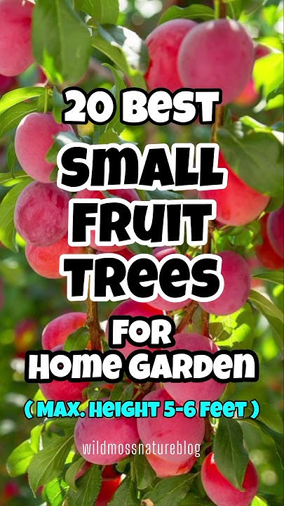 Top 20 small fruit trees for home garden / best dwarf fruit trees for ...