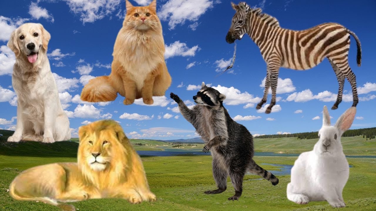 Amazing Animals Sounds for kids cow lion tiger goat llama gorila horse ...