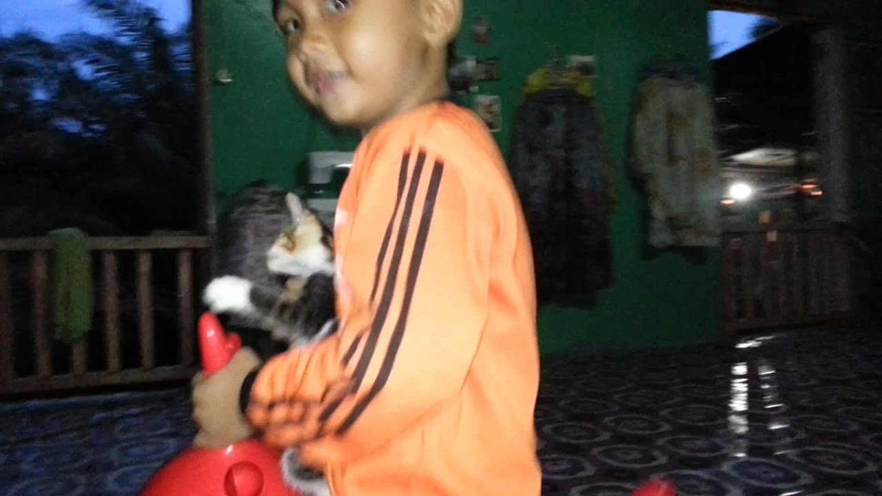 Cat on a space hopper - YouTube