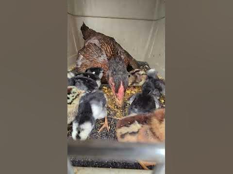 mus saib mi nyuam qaib nawb pab #1 , 2025 - YouTube