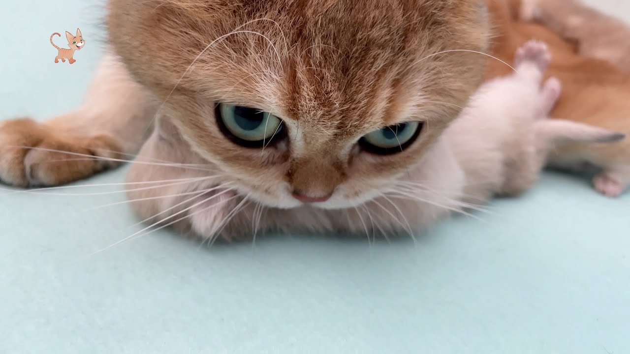 look how Fiona carried her kittens! - YouTube