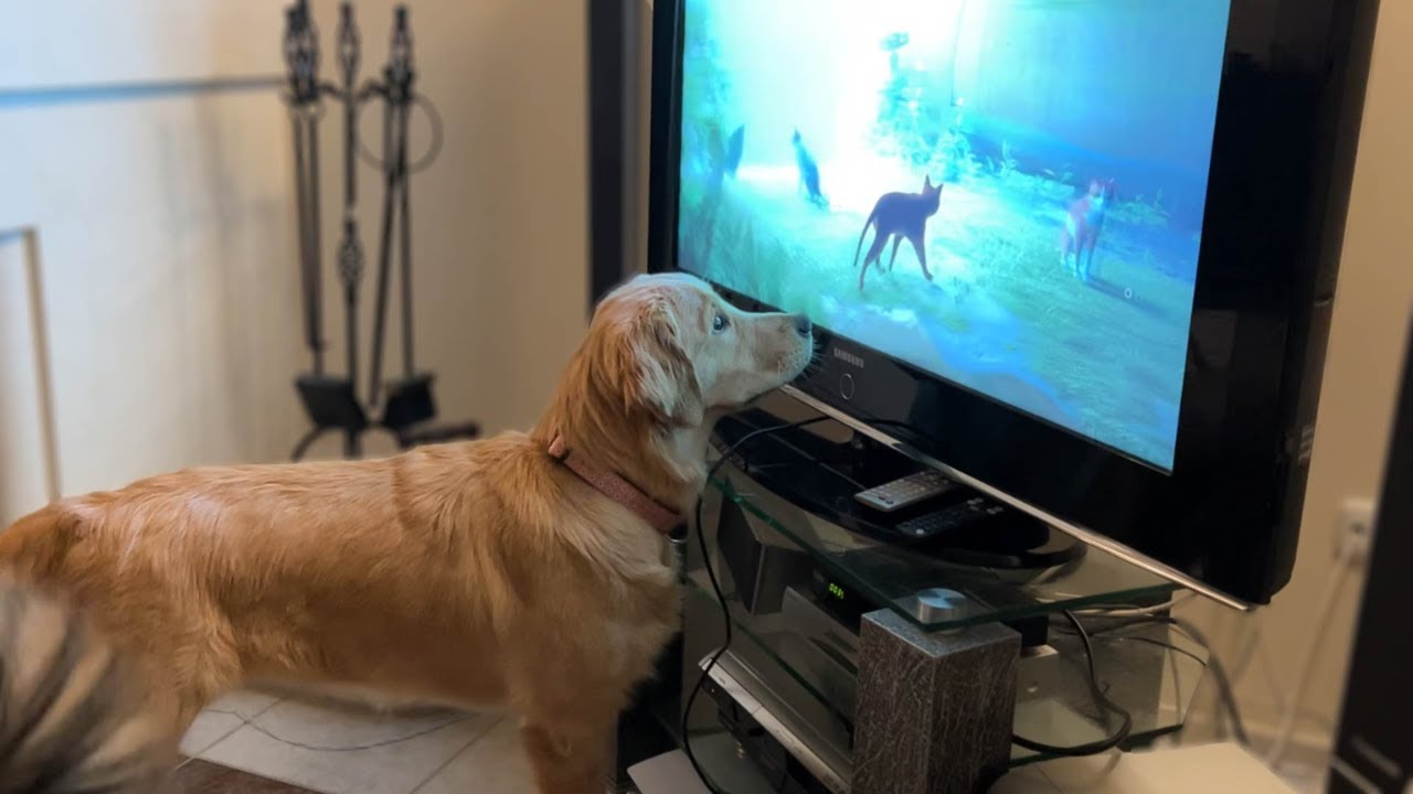 Puppy Is Glued To The Screen When Owner Plays Video Games - YouTube