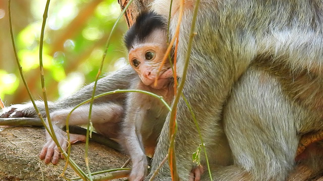 HOW CUTE AND SWEET BABY MONKEY DRINK MIL... CUTE BABY SANN SO ADORABLE ...