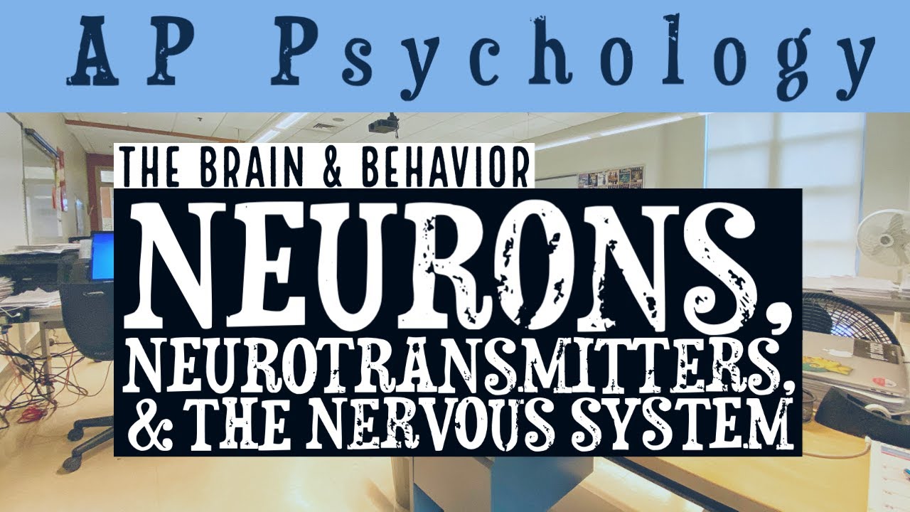 NOTES - AP Ch 02 The Brain & Behavior: Neurons, Neurotransmitters, and ...