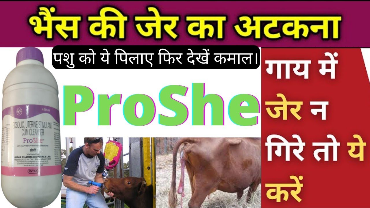ProShe | proshe | Pro She Syrup Veterinary | ProShe Syrup Uses In Hindi ...